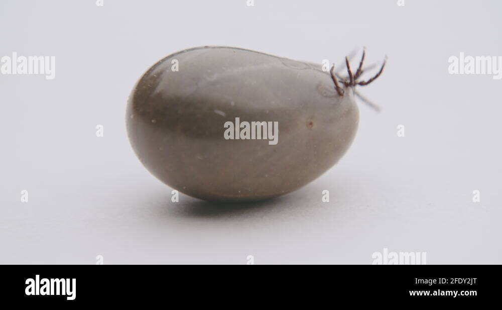 The parasite that fell Stock Videos & Footage - HD and 4K Video Clips ...