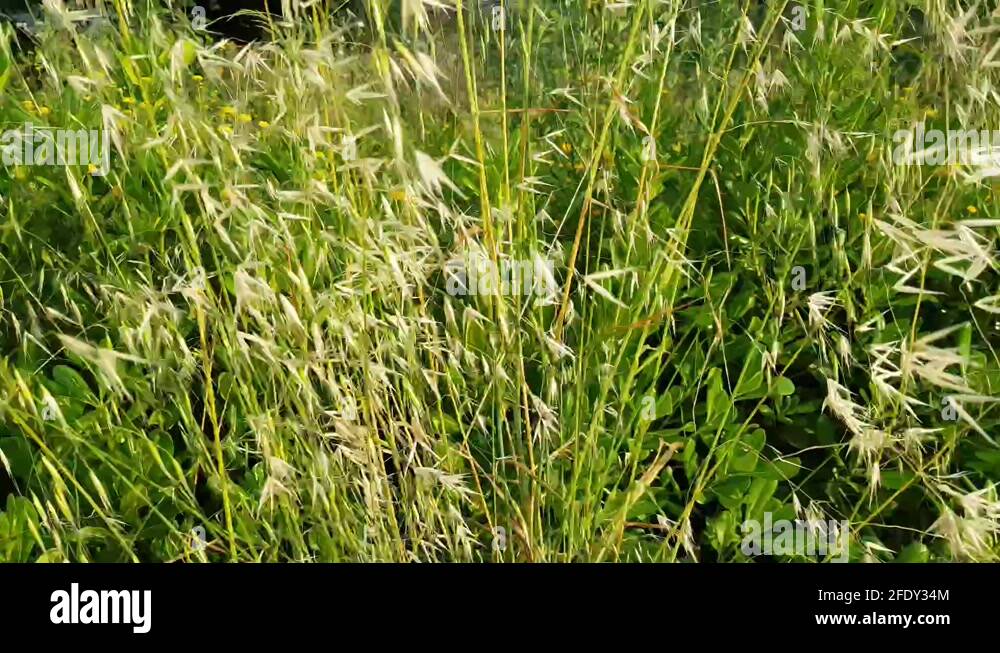 Spike corn Stock Videos & Footage - HD and 4K Video Clips - Alamy