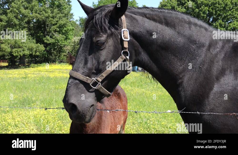 Black mare horse Stock Videos & Footage - HD and 4K Video Clips - Alamy