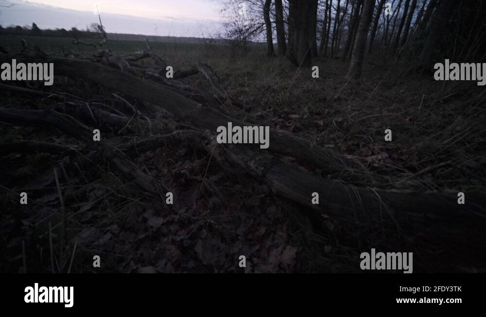 Scary dead tree Stock Videos & Footage - HD and 4K Video Clips - Alamy