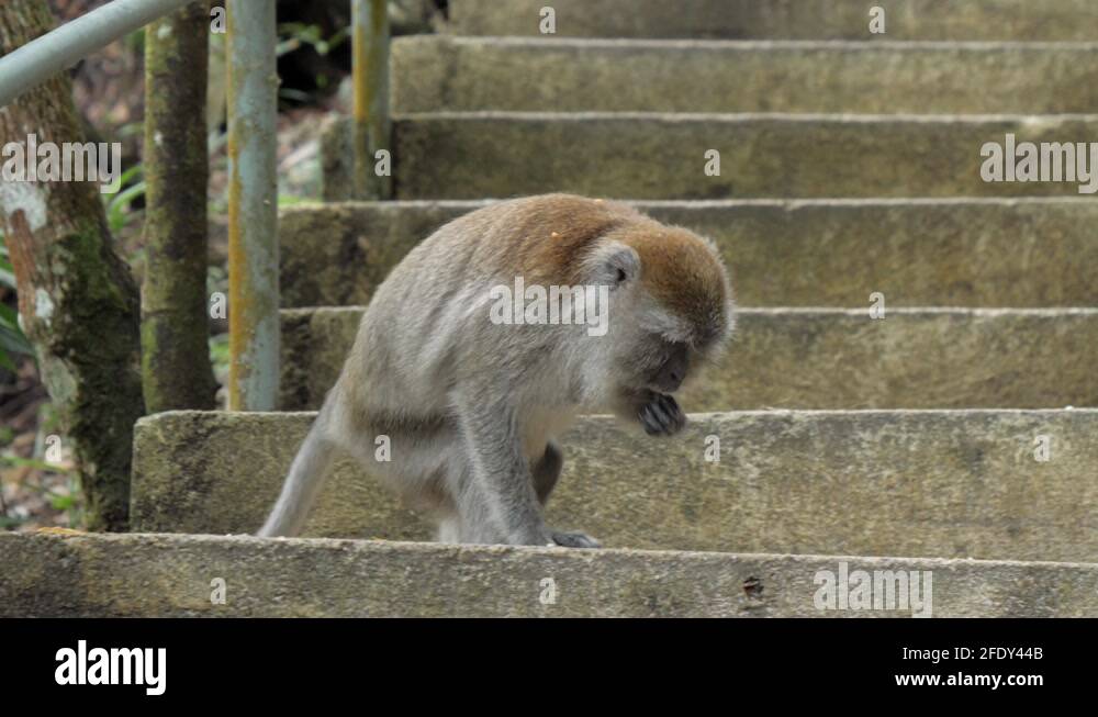 Monkey stairs Stock Videos & Footage - HD and 4K Video Clips - Alamy