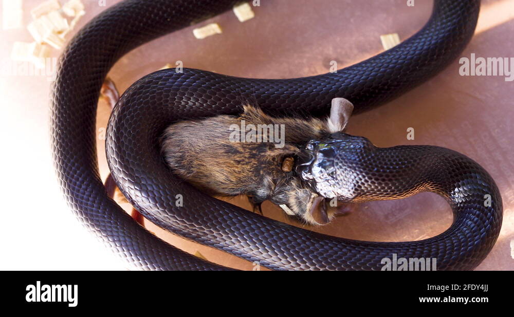 Mexican rat snake Stock Videos & Footage - HD and 4K Video Clips - Alamy