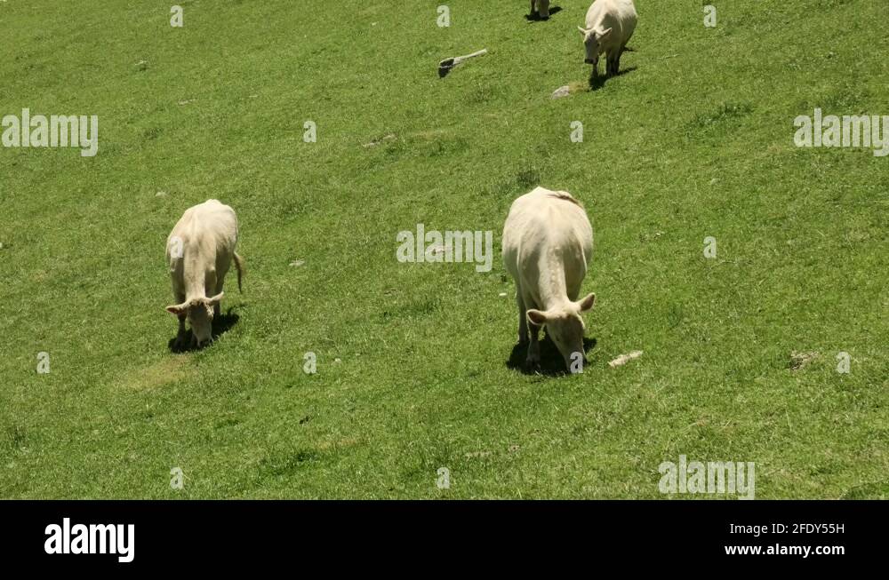 Albino cow Stock Videos & Footage - HD and 4K Video Clips - Alamy