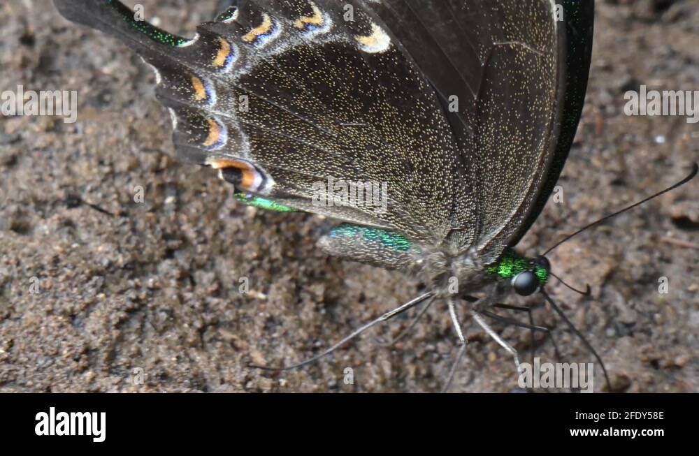 Butterfly in mud Stock Videos & Footage - HD and 4K Video Clips - Alamy