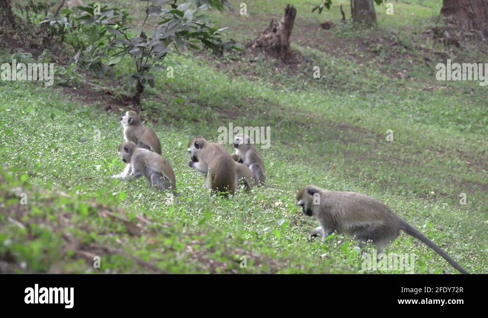 Everyday life of monkeys Stock Videos & Footage - HD and 4K Video Clips ...