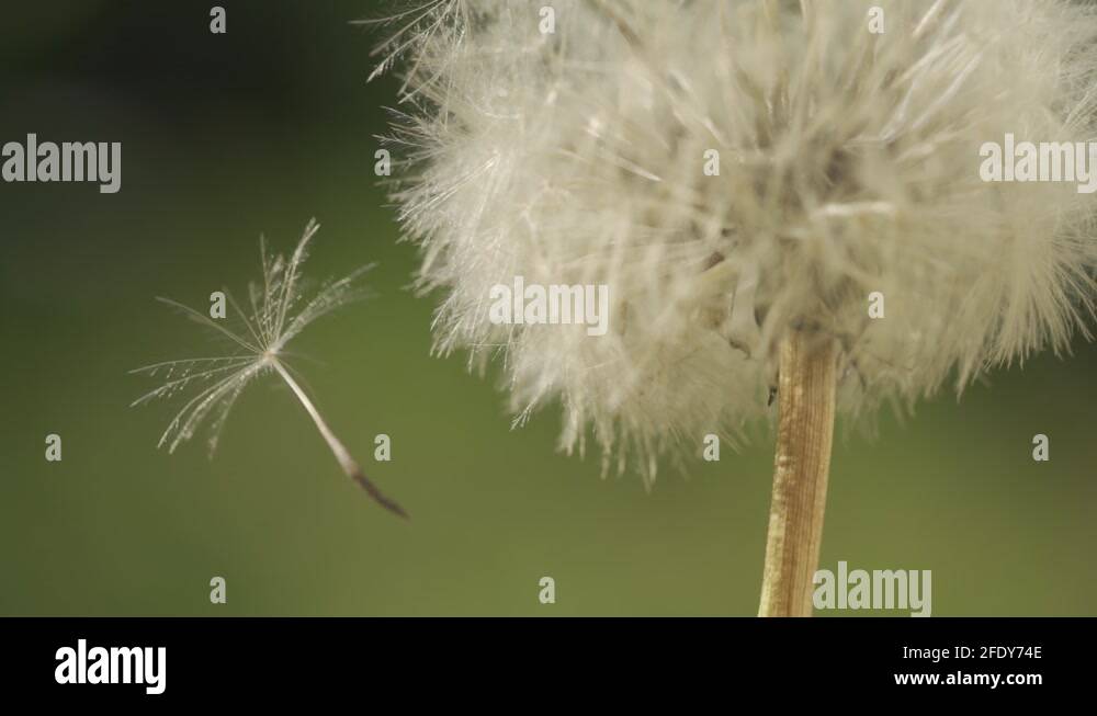 Floating seed Stock Videos & Footage - HD and 4K Video Clips - Alamy