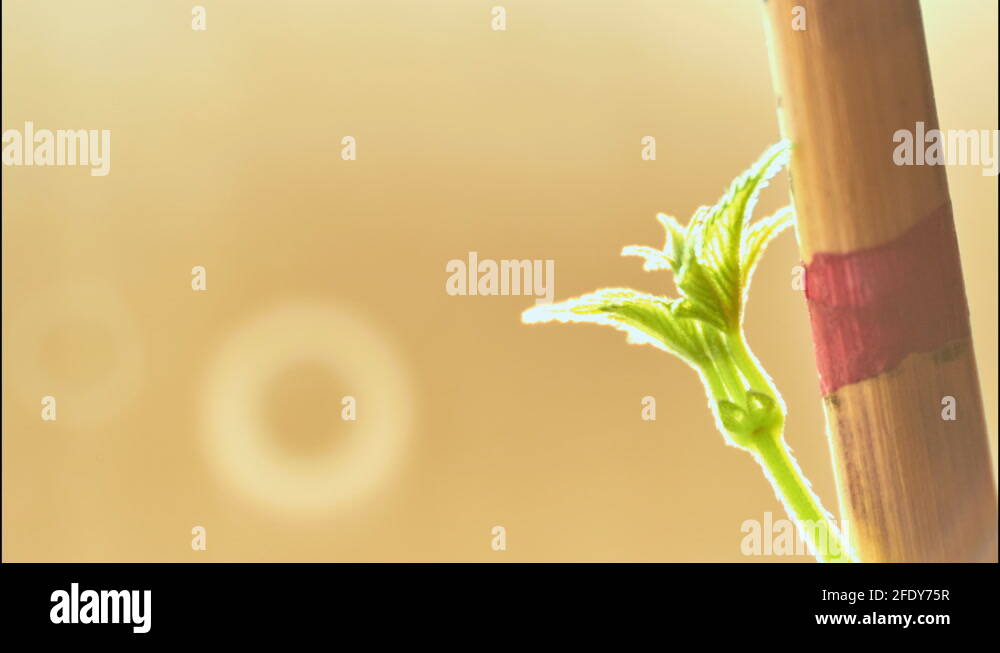 Nature adversity growth Stock Videos & Footage - HD and 4K Video Clips ...