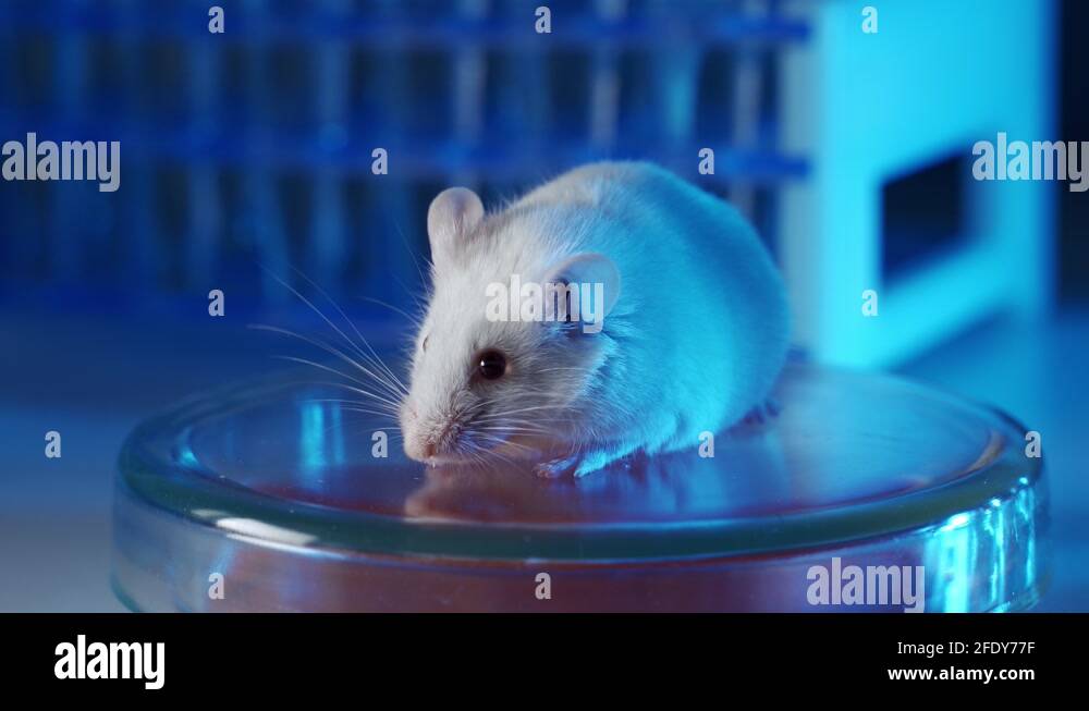 A scientist is conducting an experiment on laboratory animals. White ...