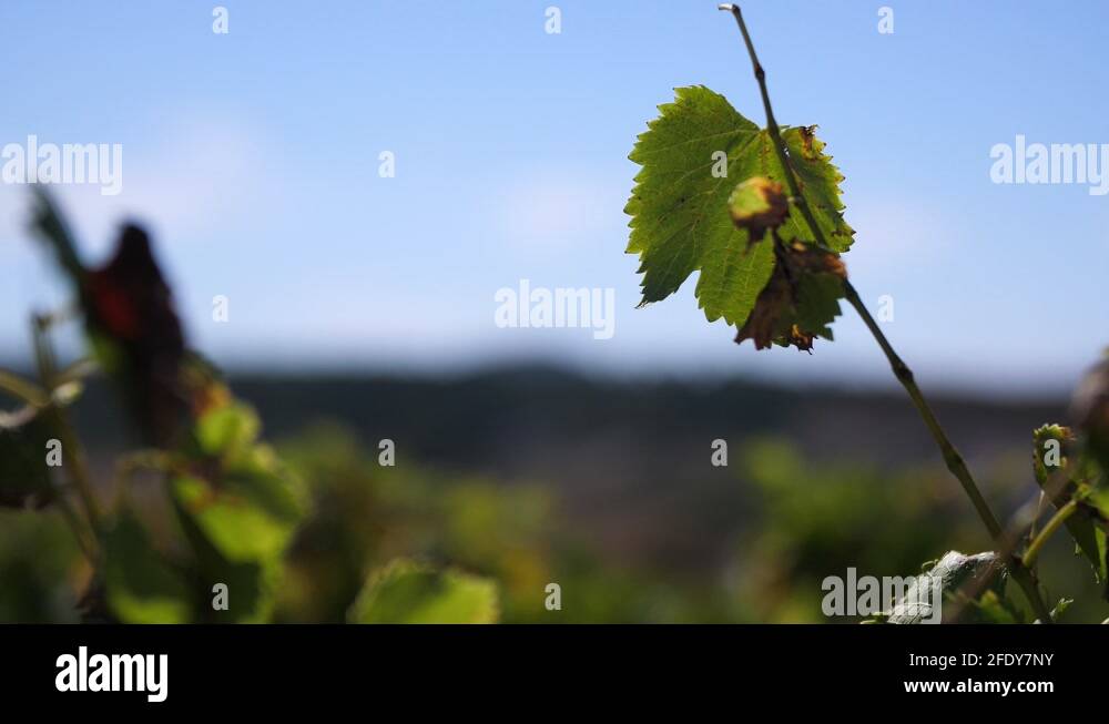 Ecosystem sign Stock Videos & Footage - HD and 4K Video Clips - Alamy