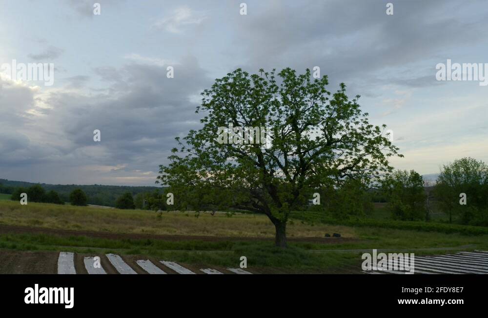 Farm trees growing crops aerial Stock Videos & Footage - HD and 4K ...