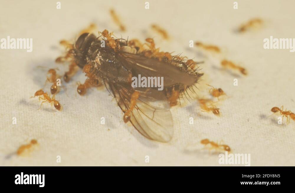 Real or perceived pests Stock Videos & Footage - HD and 4K Video Clips ...