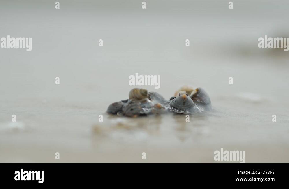 Cluster of snails on the beach, close up Stock Video Footage - Alamy