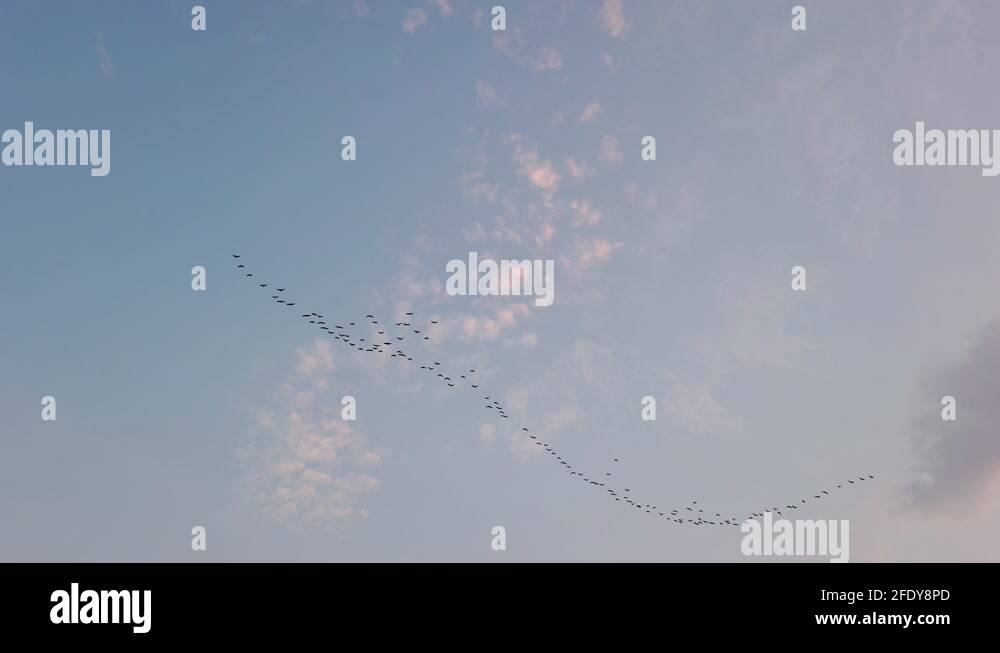 Flock birds flying formation Stock Videos & Footage - HD and 4K Video ...