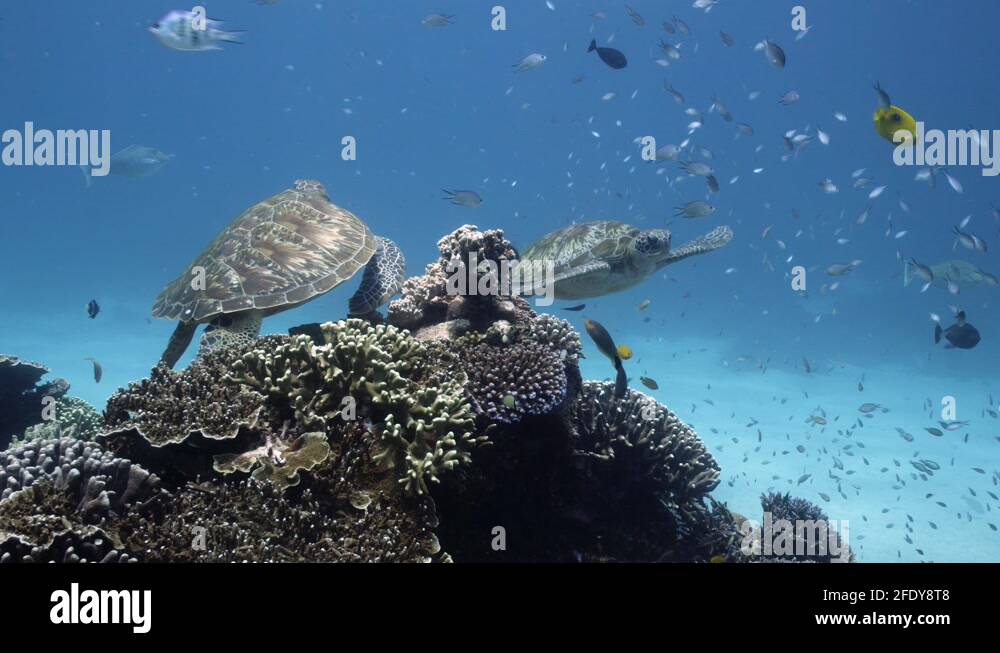 Green sea turtles mating Stock Videos & Footage - HD and 4K Video Clips ...