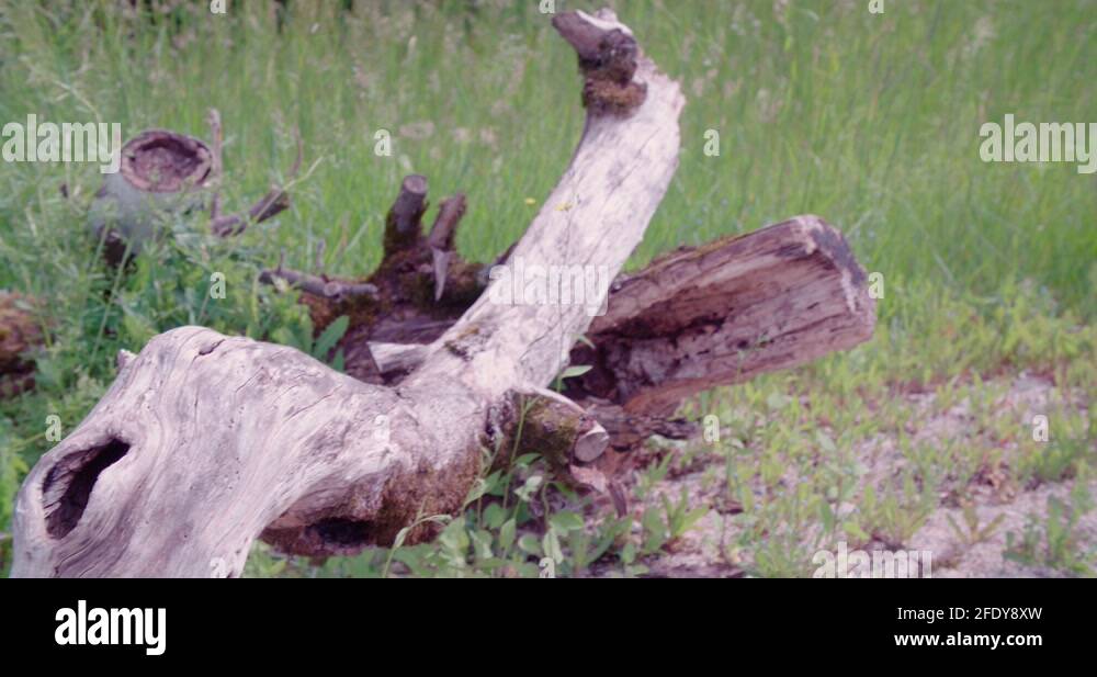 Dead timber Stock Videos & Footage - HD and 4K Video Clips - Alamy