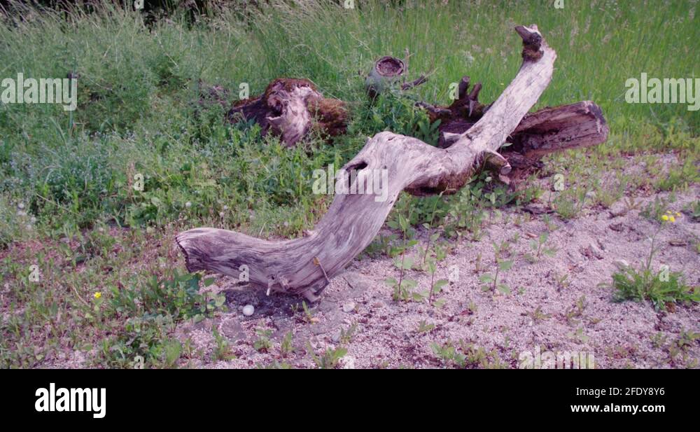 Dead garden tree Stock Videos & Footage - HD and 4K Video Clips - Alamy