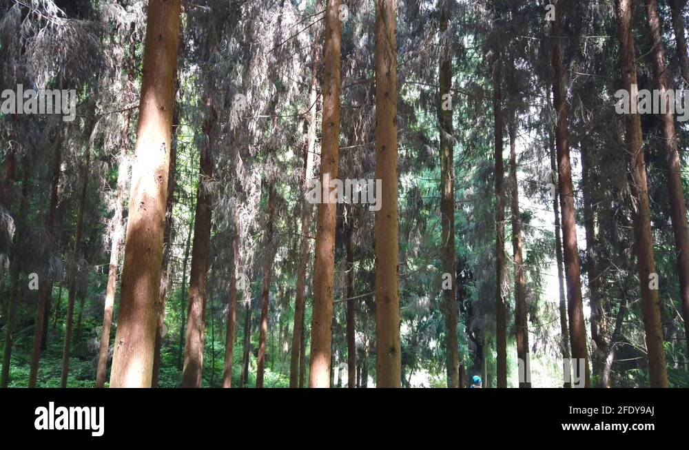 The ten trees Stock Videos & Footage - HD and 4K Video Clips - Alamy