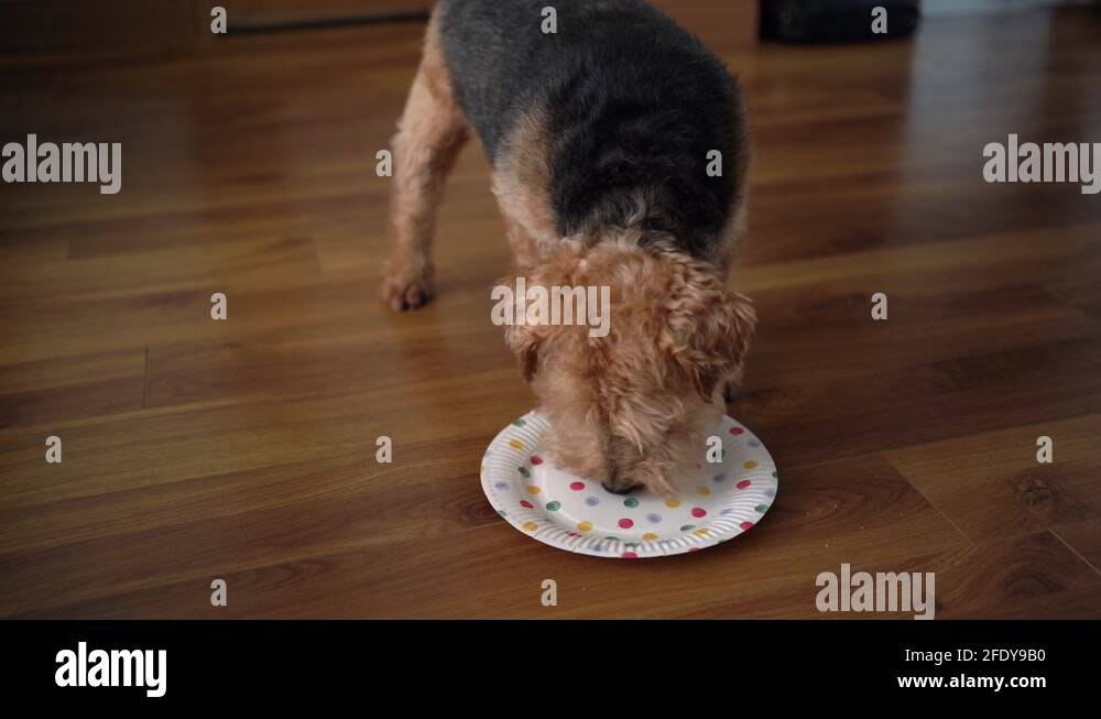 Dog plate Stock Videos & Footage - HD and 4K Video Clips - Alamy