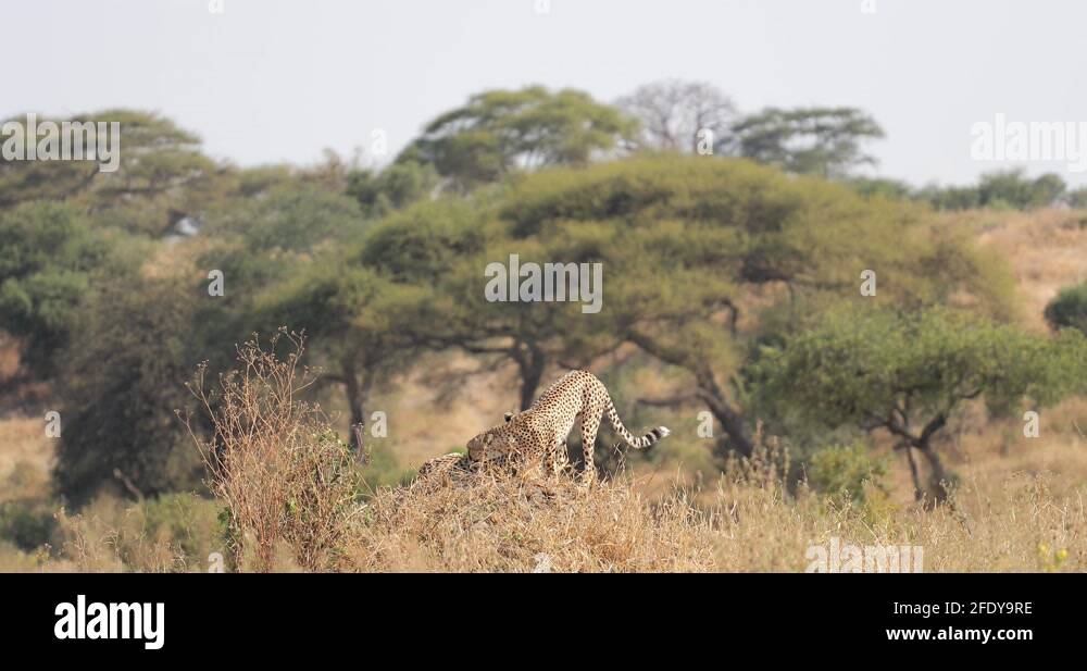 African jungles Stock Videos & Footage - HD and 4K Video Clips - Alamy