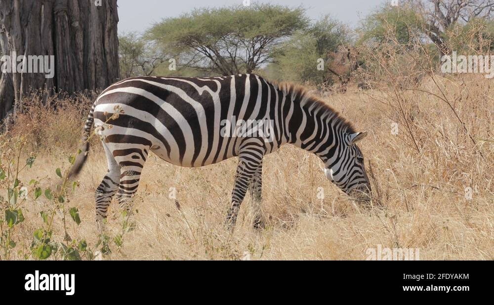 Zebra wild Stock Videos & Footage - HD and 4K Video Clips - Alamy