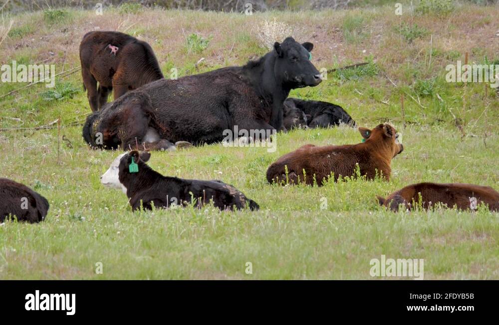 White face angus cattle cow Stock Videos & Footage - HD and 4K Video ...