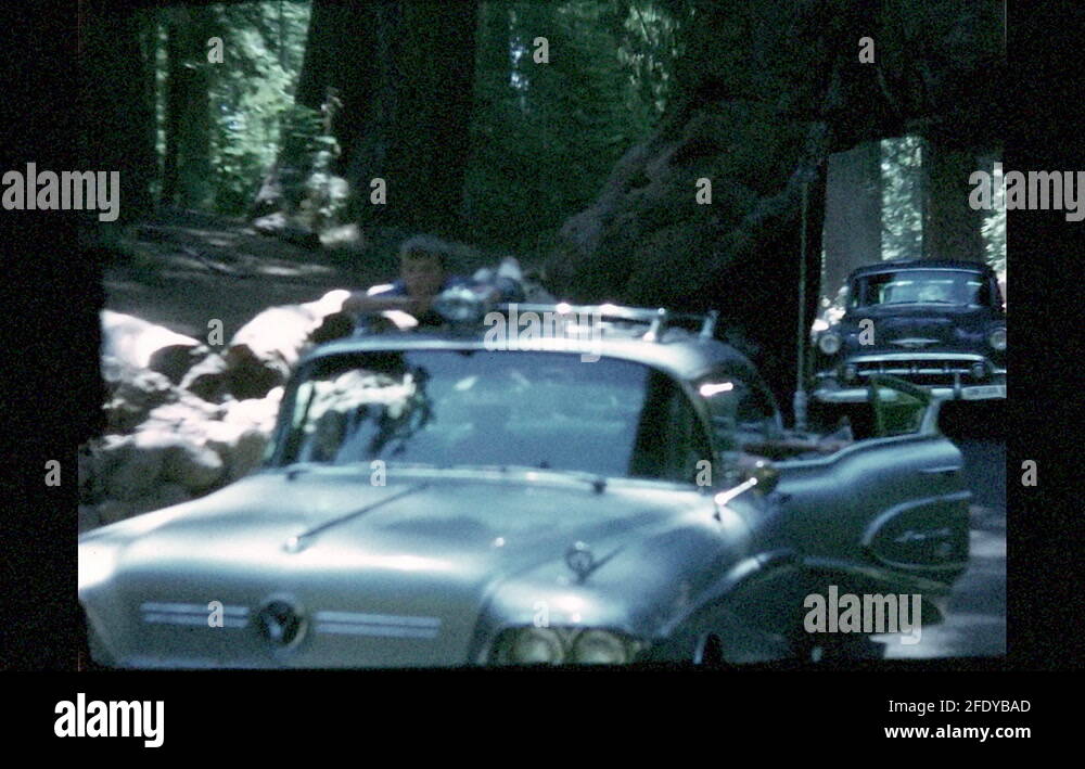 Car driving through redwood tree Stock Videos & Footage - HD and 4K ...