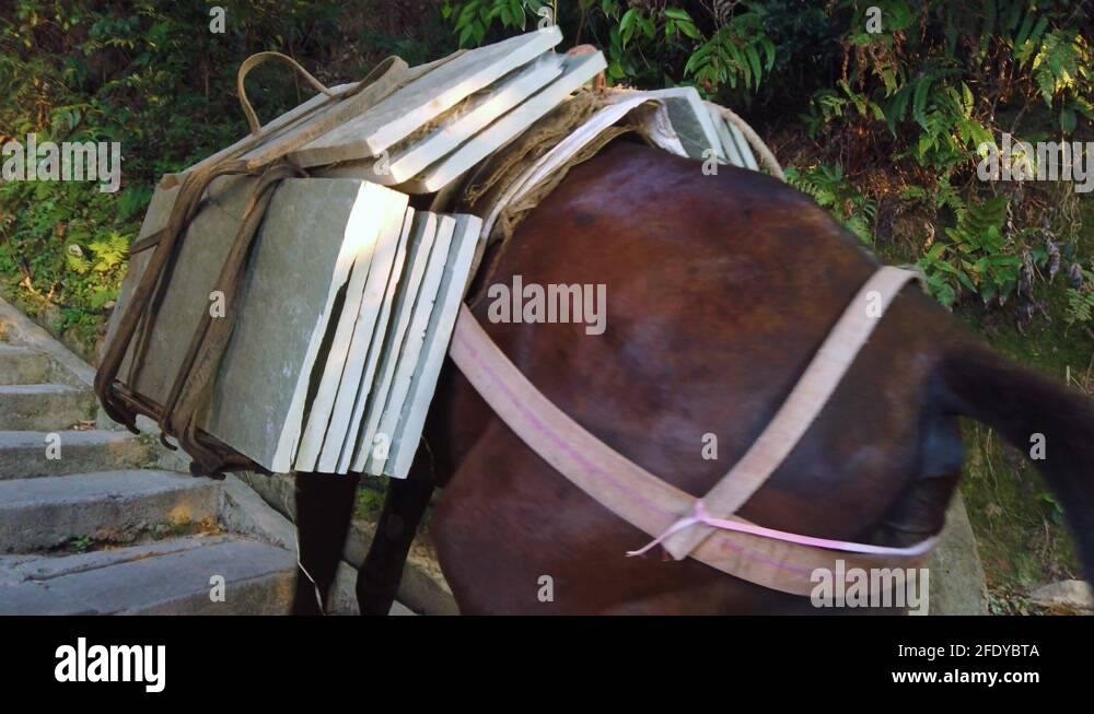 Donkey carrying heavy load Stock Videos & Footage - HD and 4K Video ...