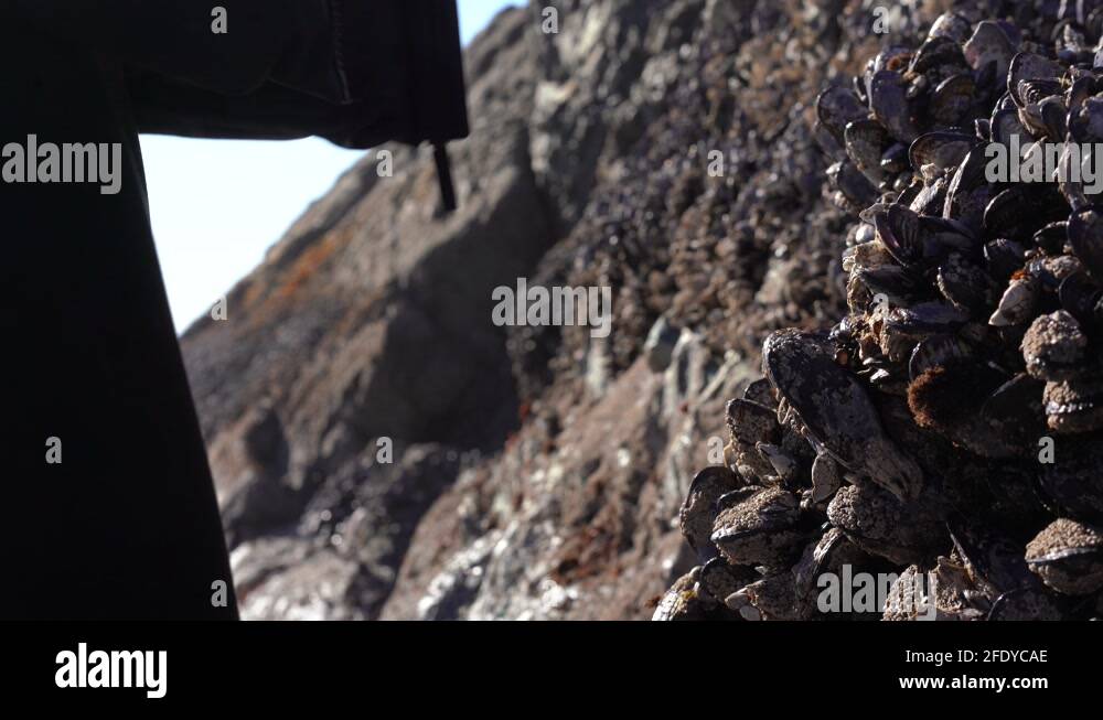 Clam and barnacles Stock Videos & Footage - HD and 4K Video Clips - Alamy