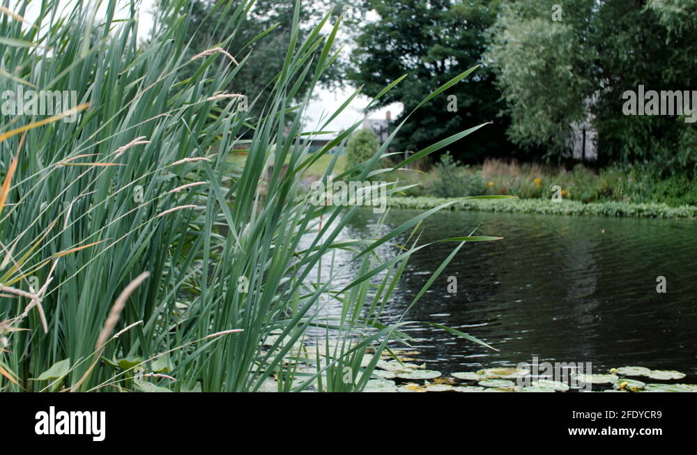 Reeds river bank riverbank Stock Videos & Footage - HD and 4K Video ...