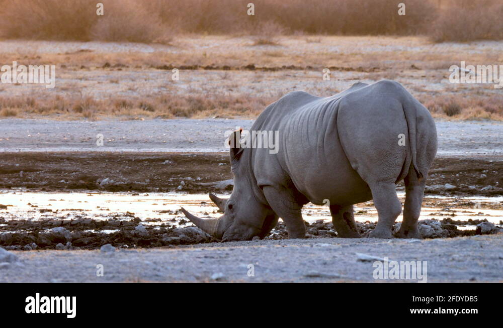 Back View Of White Rhinoceros Drinking Calmly At The Waterhole With A ...