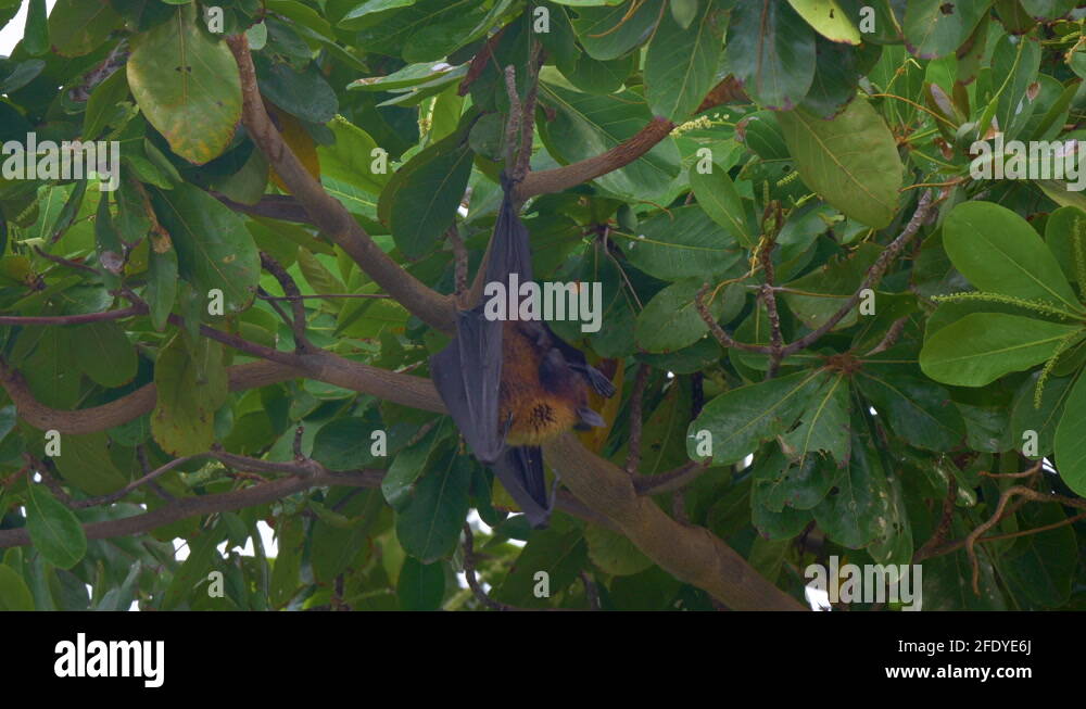 Black flying fox park Stock Videos & Footage - HD and 4K Video Clips ...