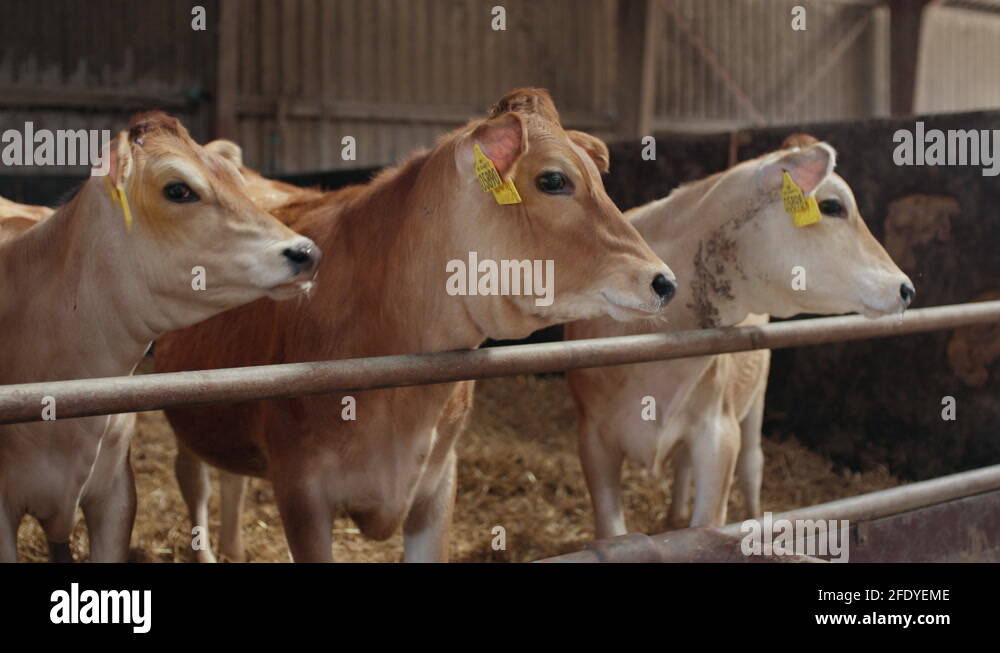 Young beef cattle Stock Videos & Footage - HD and 4K Video Clips - Alamy