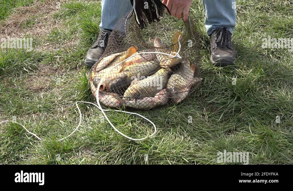 Fisherman collect fish in Stock Videos & Footage - HD and 4K Video ...