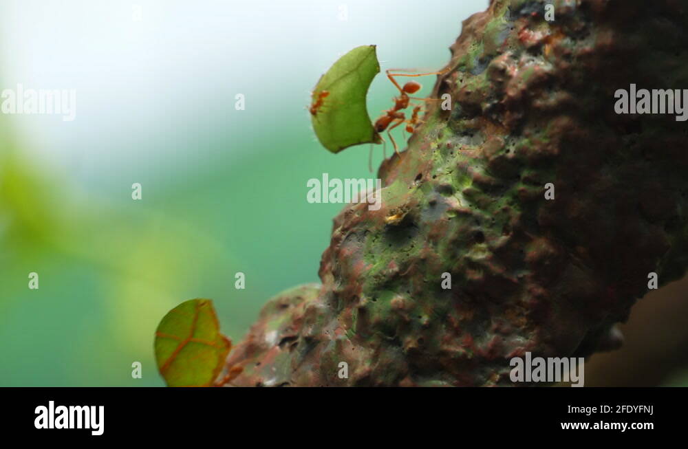 Jungle stick insect Stock Videos & Footage - HD and 4K Video Clips - Alamy