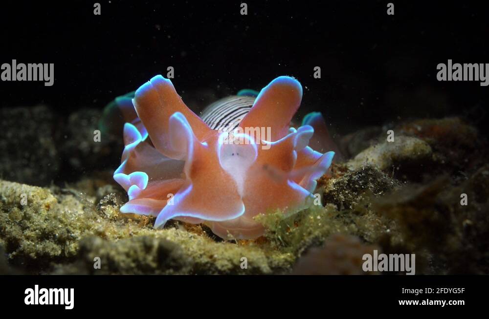 Bubble shell Stock Videos & Footage - HD and 4K Video Clips - Alamy