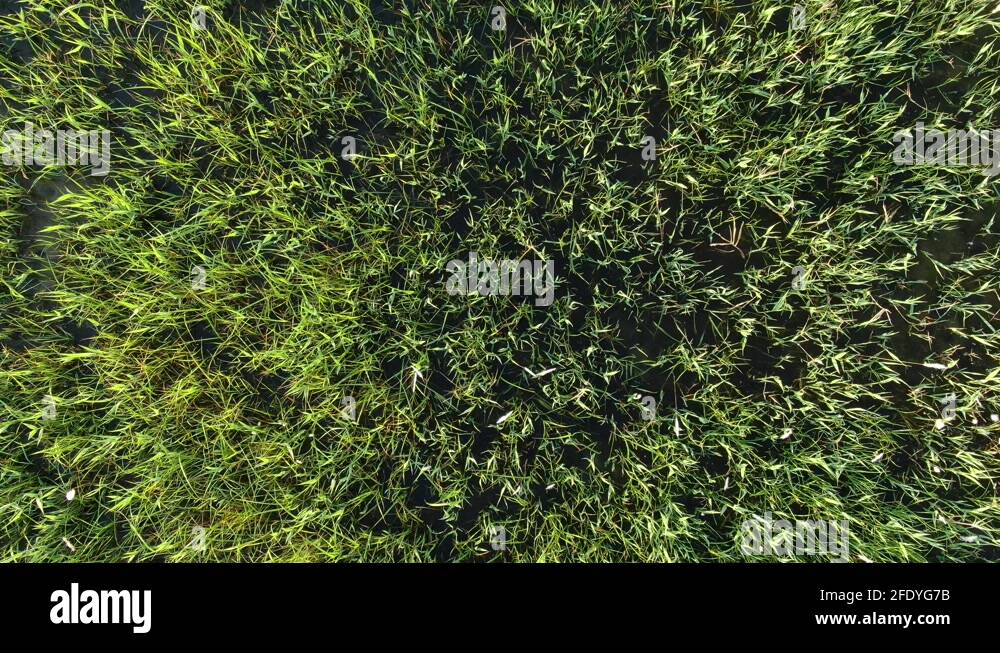 Island of weeds Stock Videos & Footage - HD and 4K Video Clips - Alamy