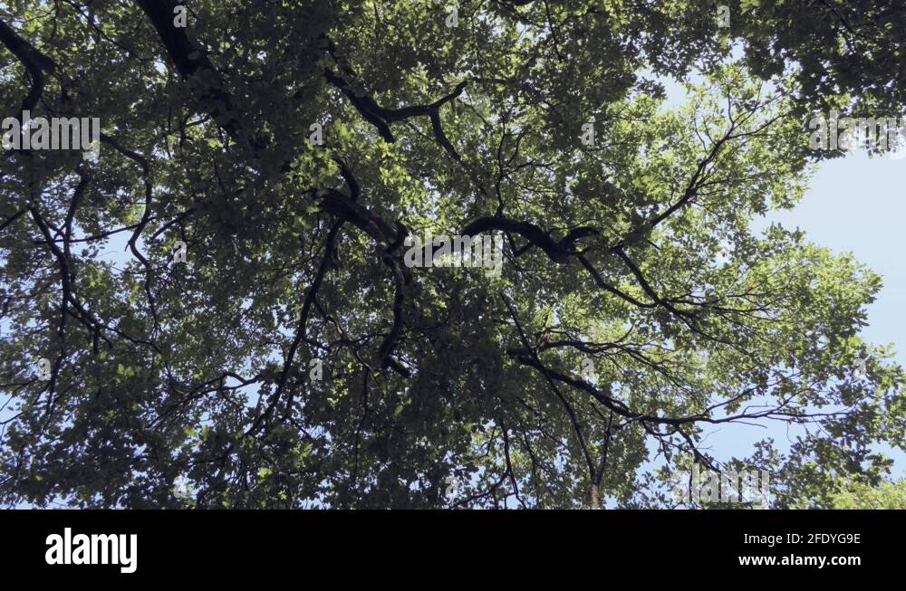 Looking up and descending through the dense tangled branches of a Stock ...