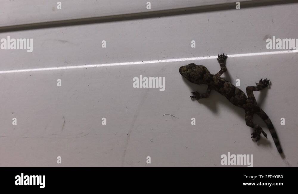 Tropical house gecko Stock Videos & Footage - HD and 4K Video Clips - Alamy