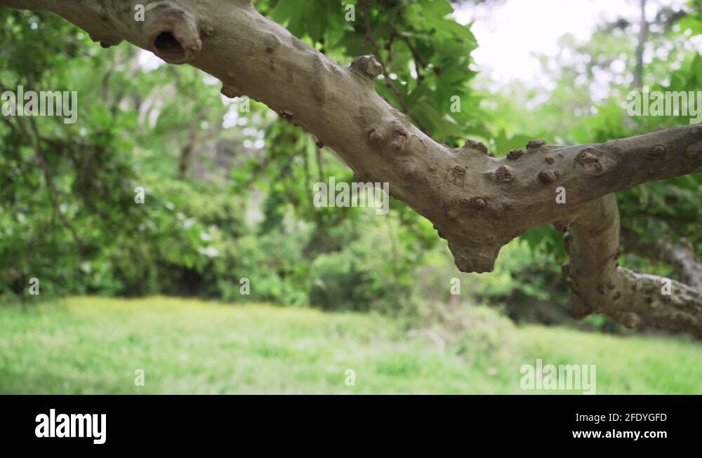 Platanus tree branch Stock Videos & Footage - HD and 4K Video Clips - Alamy