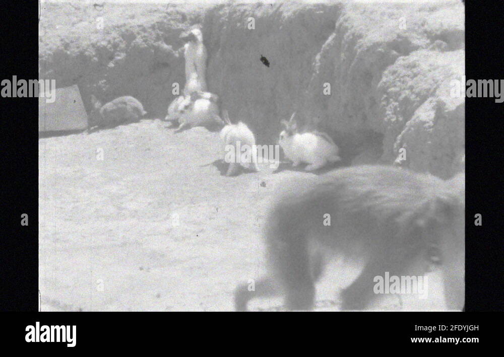 Monkey chain Stock Videos & Footage - HD and 4K Video Clips - Alamy