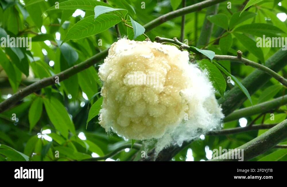White cotton-wool landscape of kapok trees Stock Video Footage - Alamy
