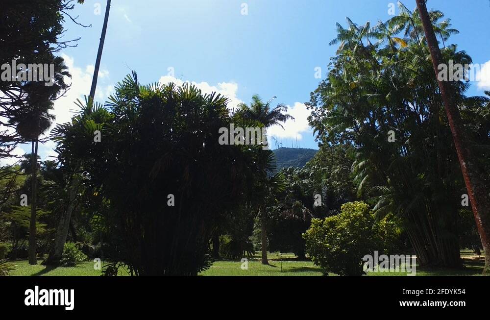 Jardim botanico rio de janeiro brazil Stock Videos & Footage - HD and ...
