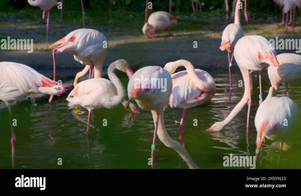 Flamingo running Stock Videos & Footage - HD and 4K Video Clips - Alamy