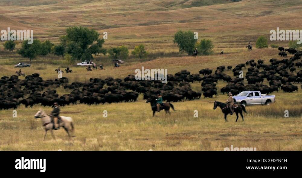 Annual Custer State Park Buffalo Roundup Stock Video Footage - Alamy