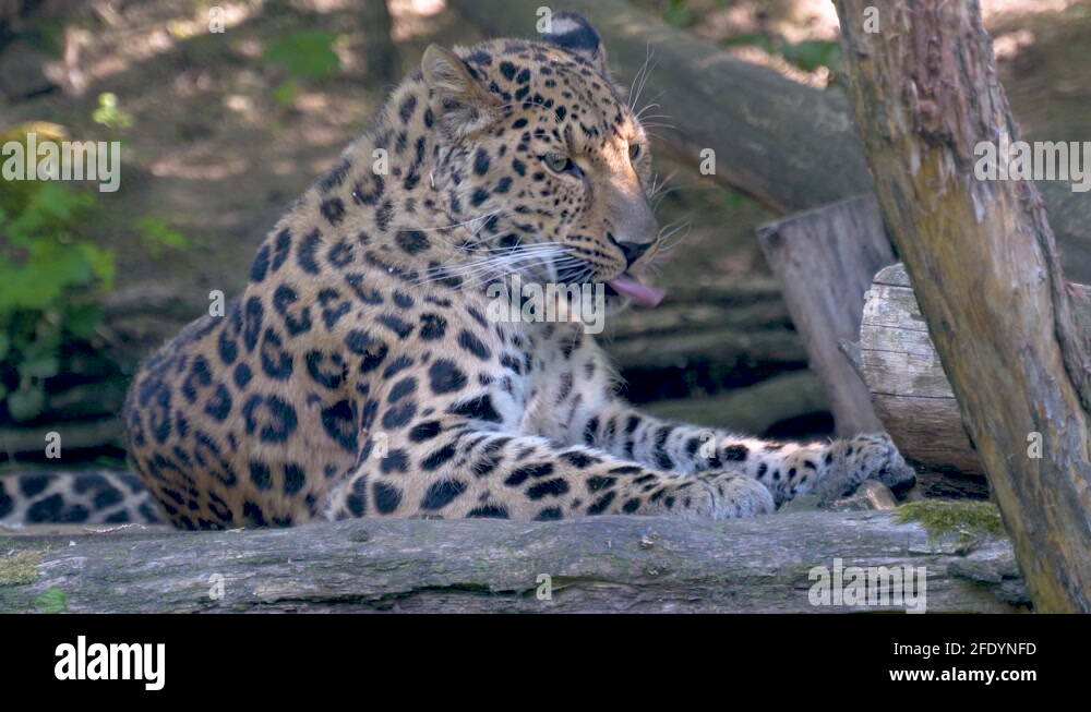 Amur leopard spots Stock Videos & Footage - HD and 4K Video Clips - Alamy