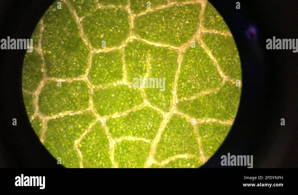 Microscopic vein Stock Videos & Footage - HD and 4K Video Clips - Alamy
