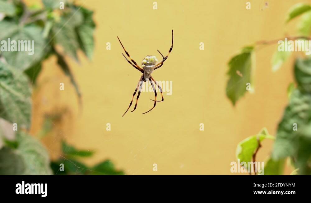 Big spider in spider web Stock Videos & Footage - HD and 4K Video Clips ...