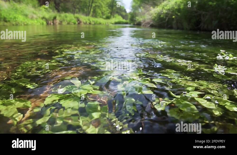 Freshwater grasses Stock Videos & Footage - HD and 4K Video Clips - Alamy