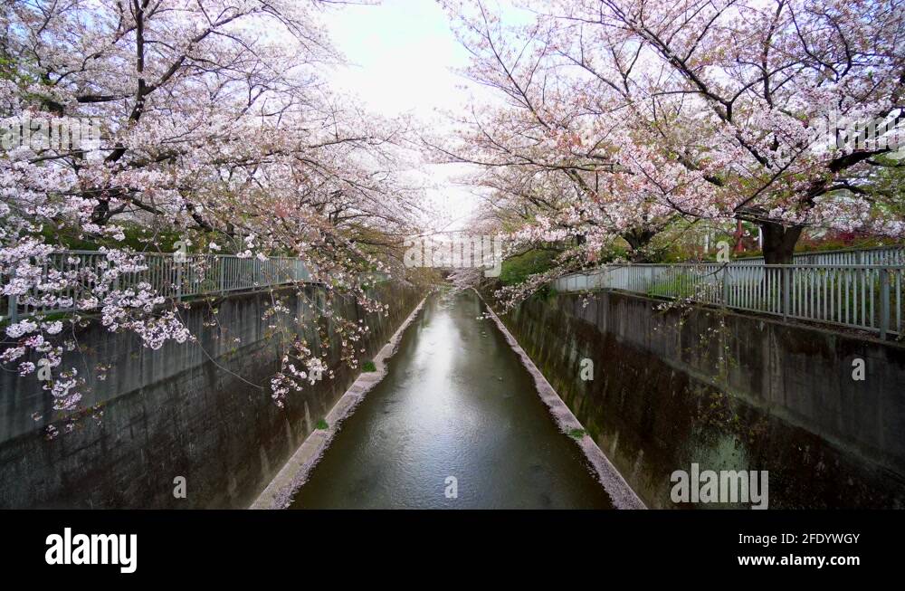 The rivers of Tokyo, in Japan, are surrounded by cherry trees, in ...