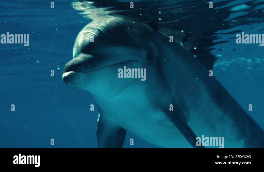Underwater frame Stock Videos & Footage - HD and 4K Video Clips - Alamy